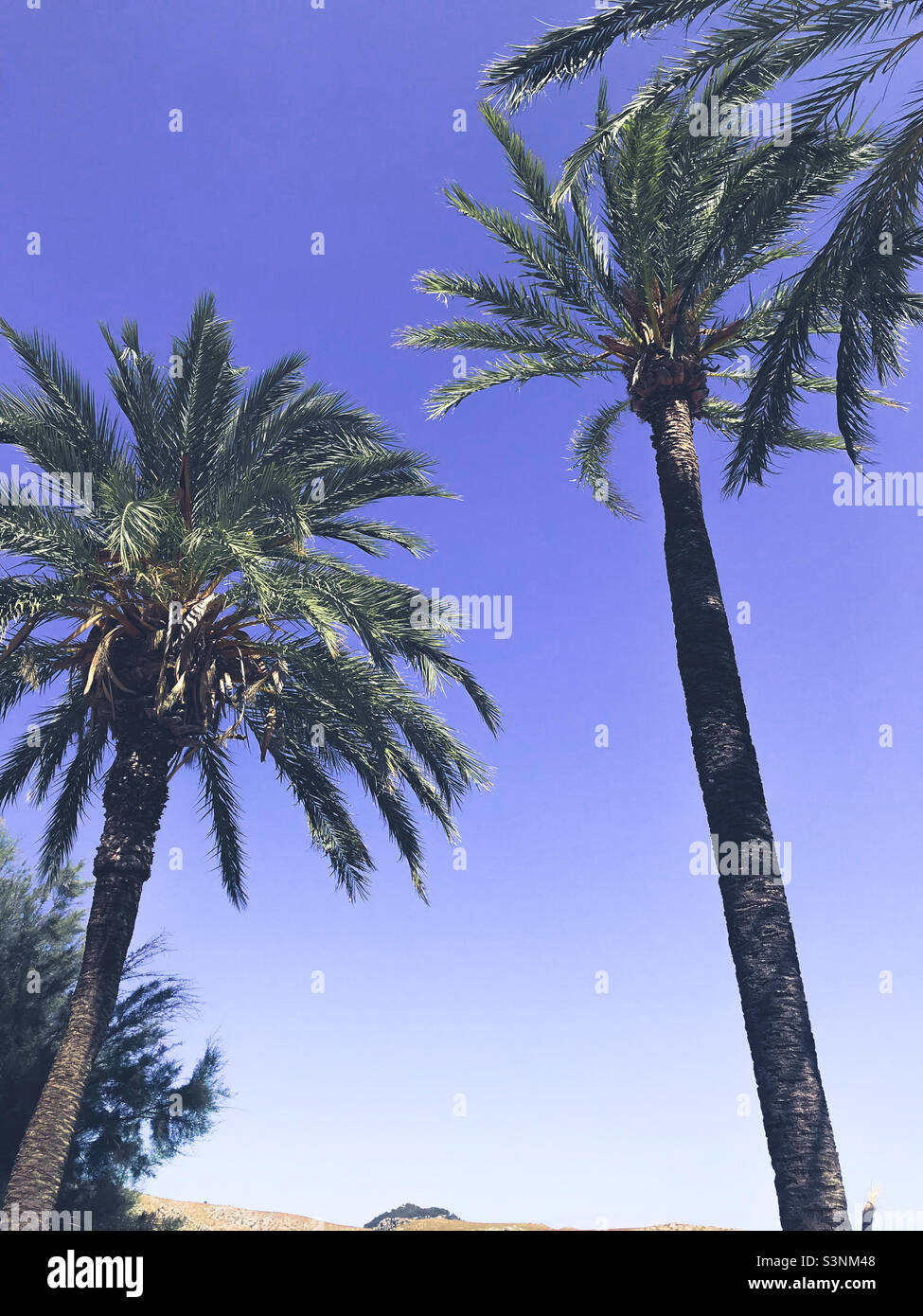 Puerto Pollenca palm trees, Mallorca Stock Photo - Alamy