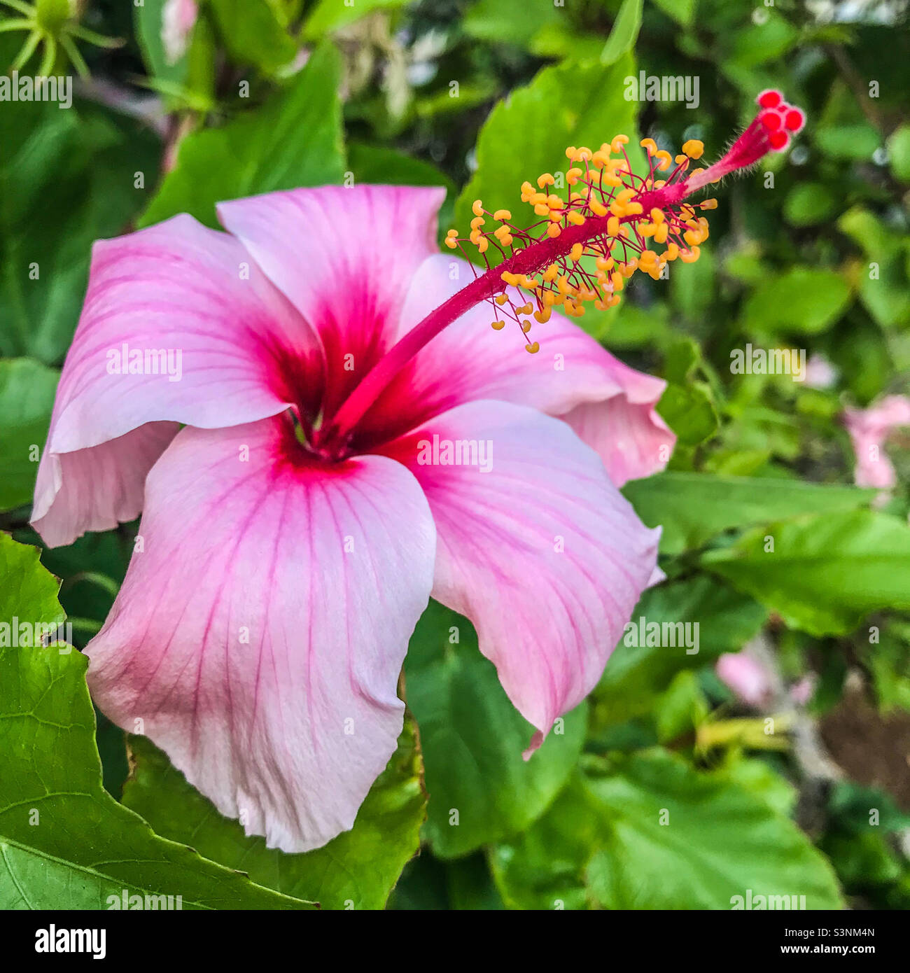 Pretty pink flower, Mallorca Stock Photo - Alamy