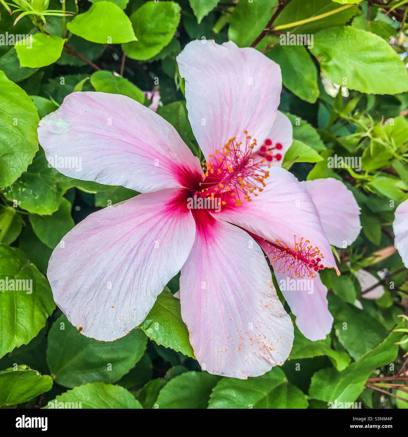 Pretty pink flower, Mallorca Stock Photo - Alamy