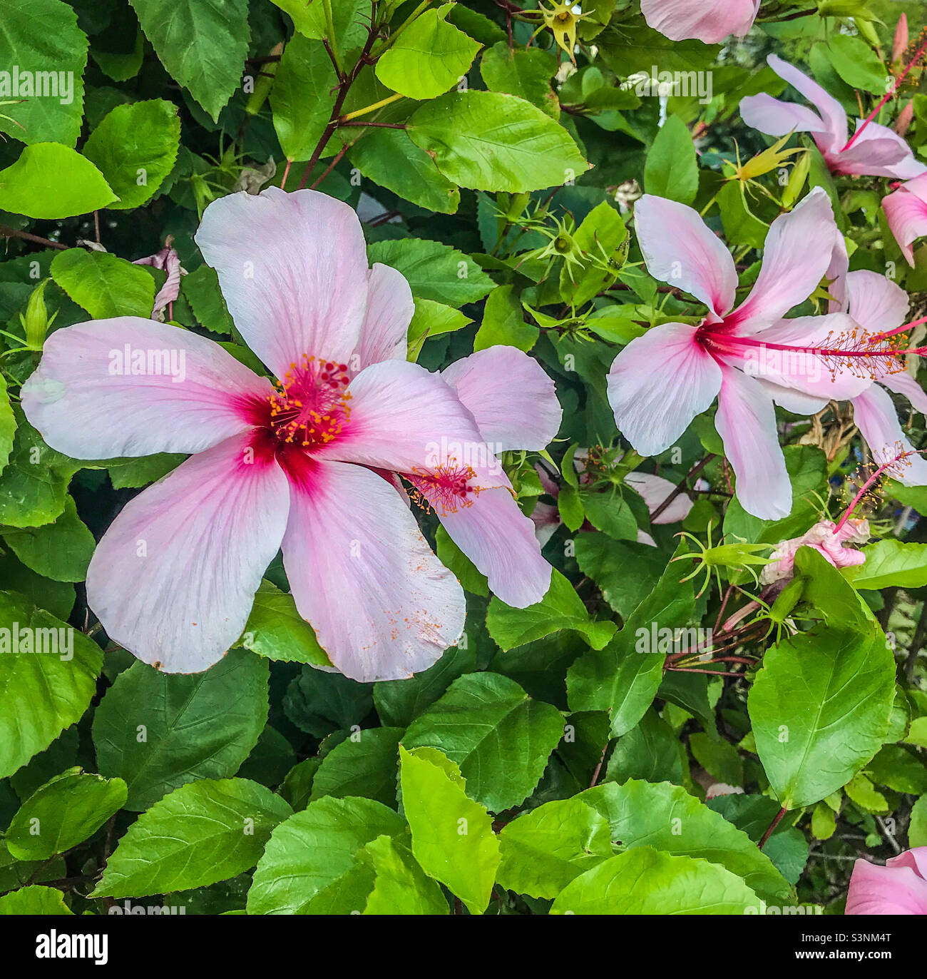 Pretty pink flowers, Mallorca Stock Photo - Alamy