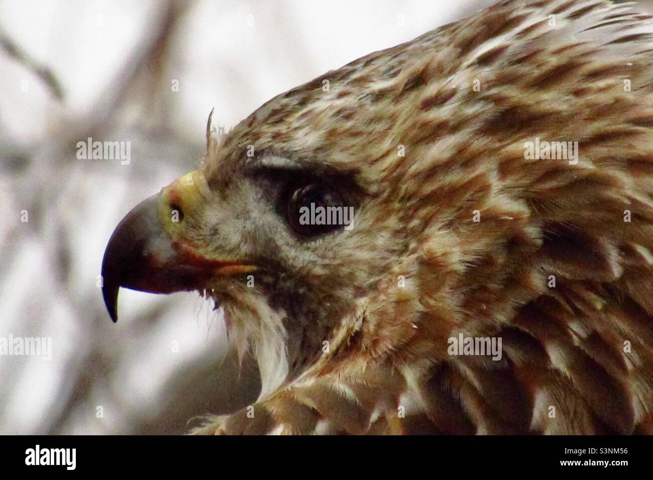 Juvenile red tailed hawk hi-res stock photography and images - Alamy