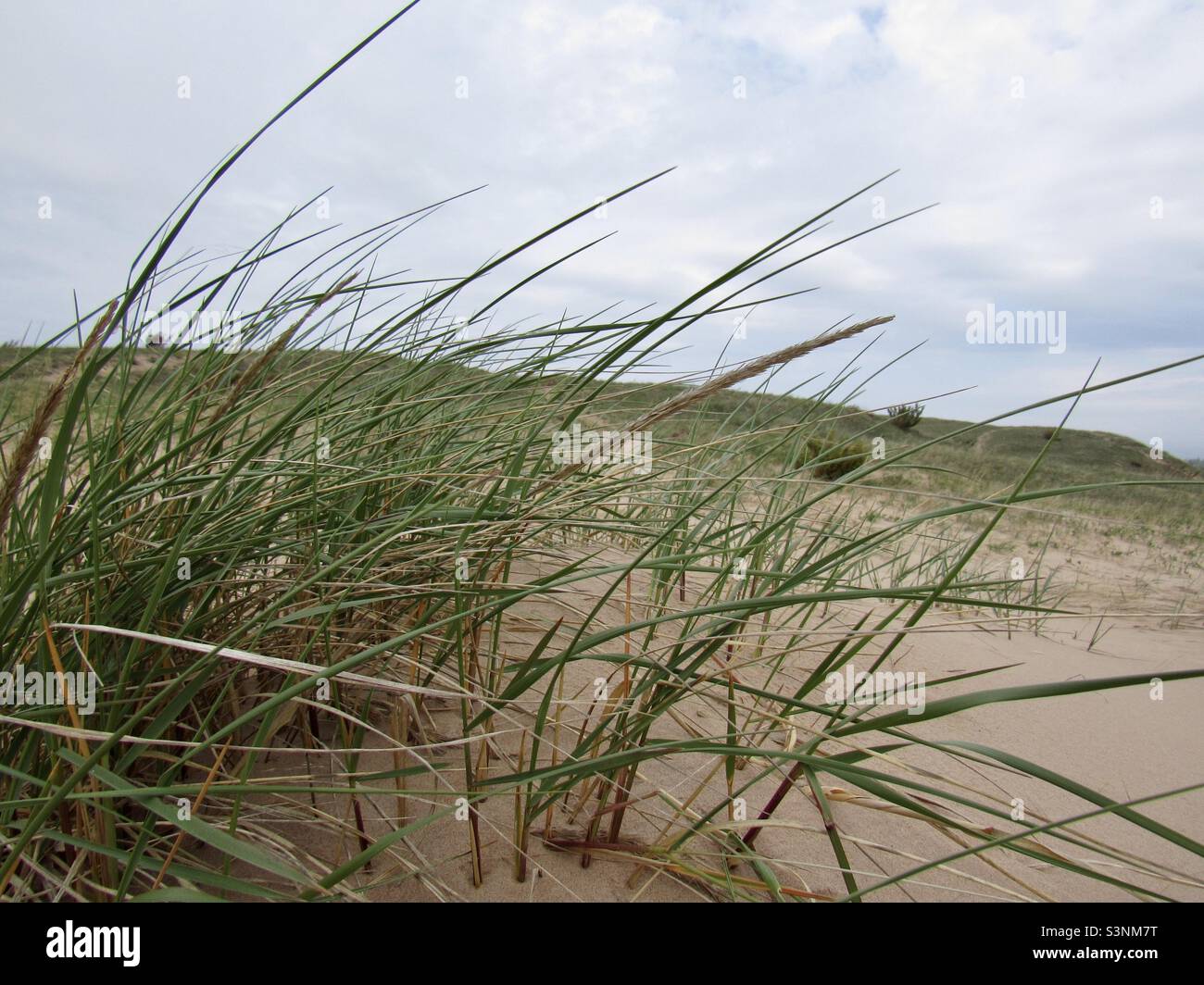 Grass on sand hi-res stock photography and images - Alamy