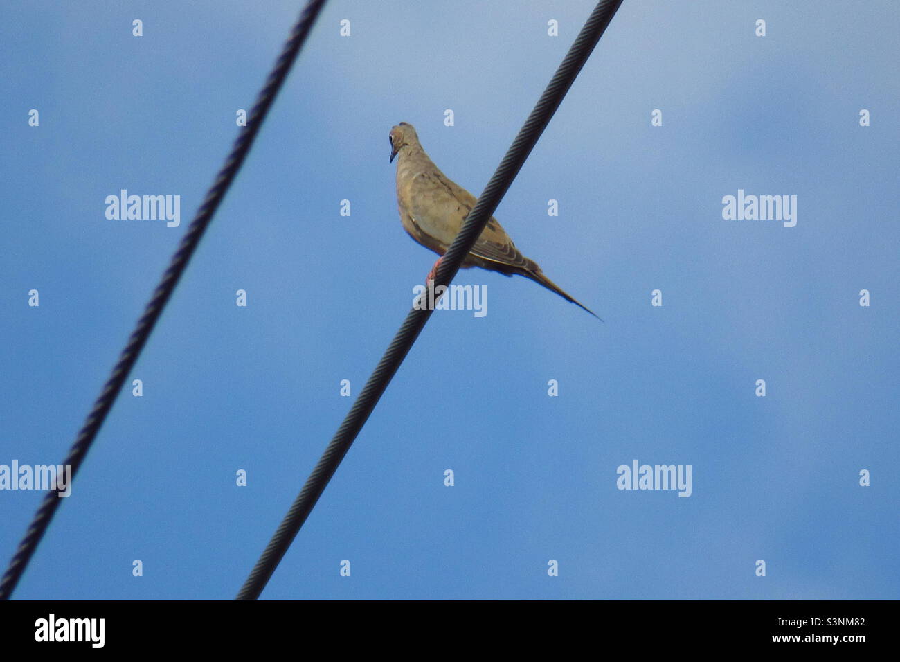 Dove On A Wire High Resolution Stock Photography and Images - Alamy