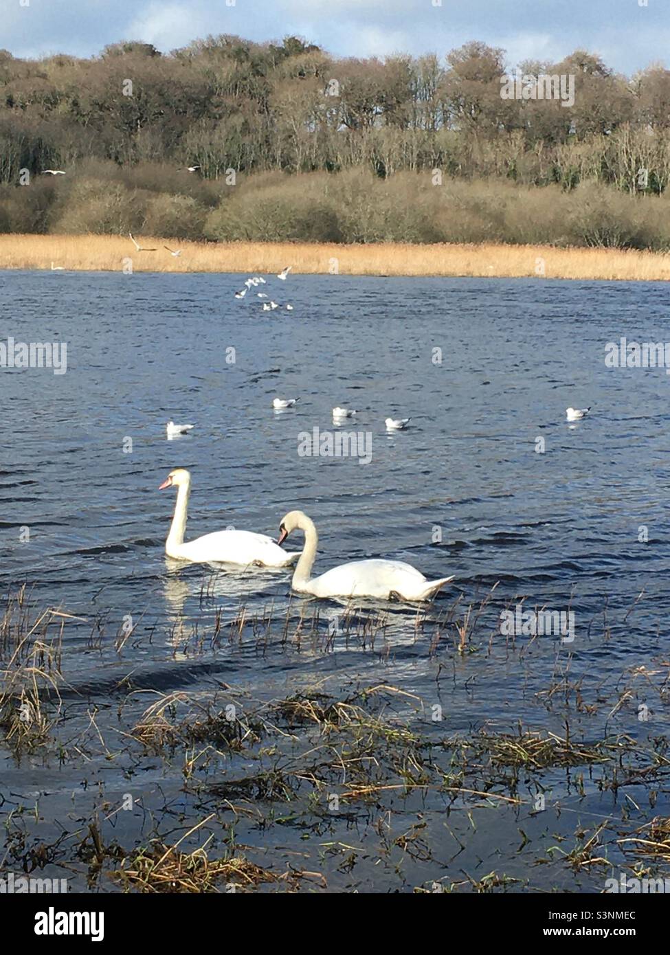 Swans at the Quoile river Stock Photo - Alamy