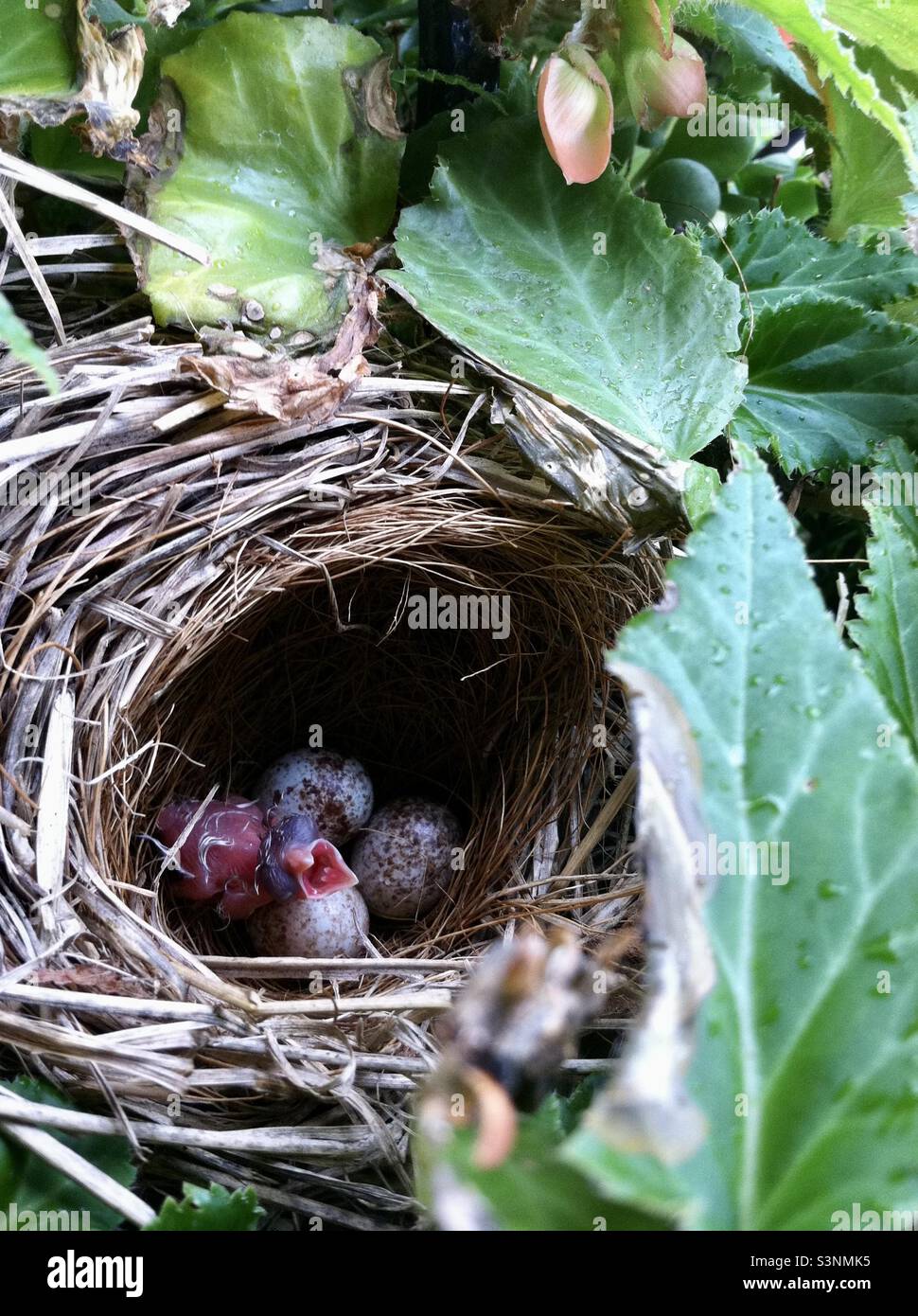 Baby bird hatching hi-res stock photography and images - Alamy