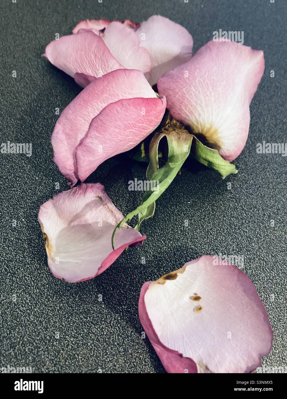 Wilting rose hi-res stock photography and images - Alamy