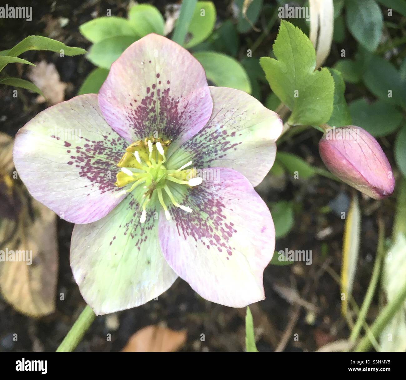 Beauty of lime trees hi-res stock photography and images - Alamy