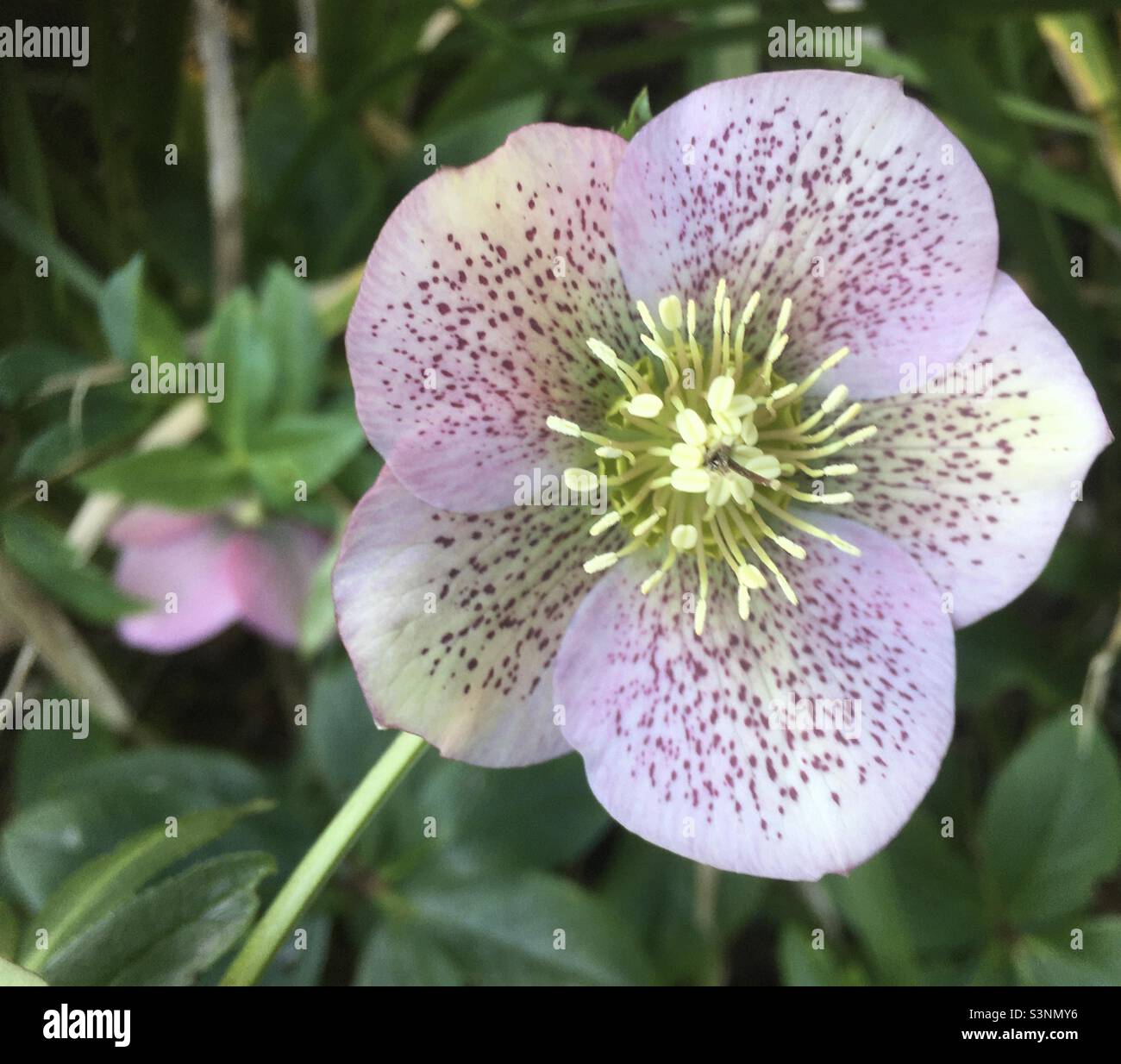Beauty of lime trees hi-res stock photography and images - Alamy
