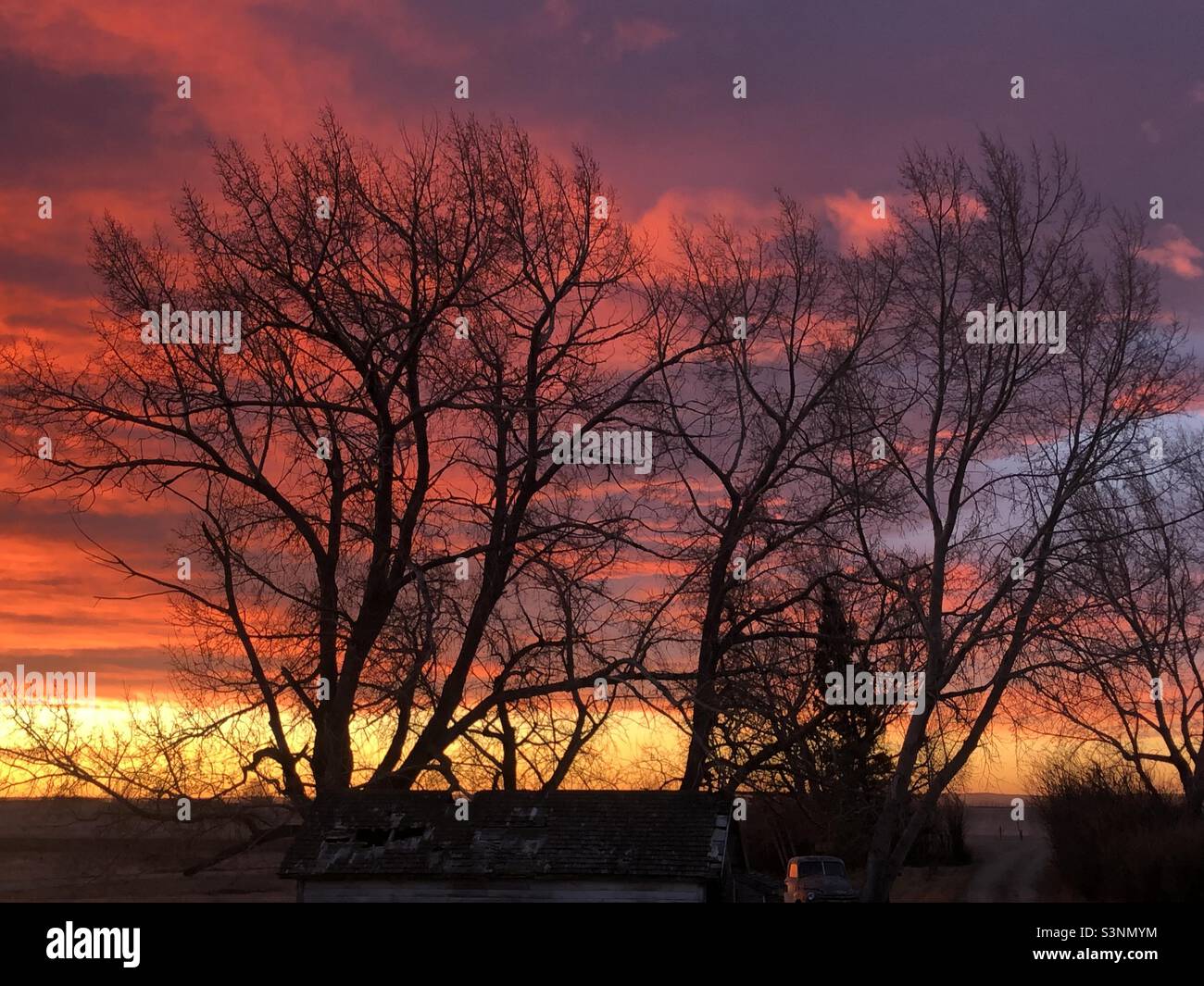 Prairie trees hi-res stock photography and images - Alamy