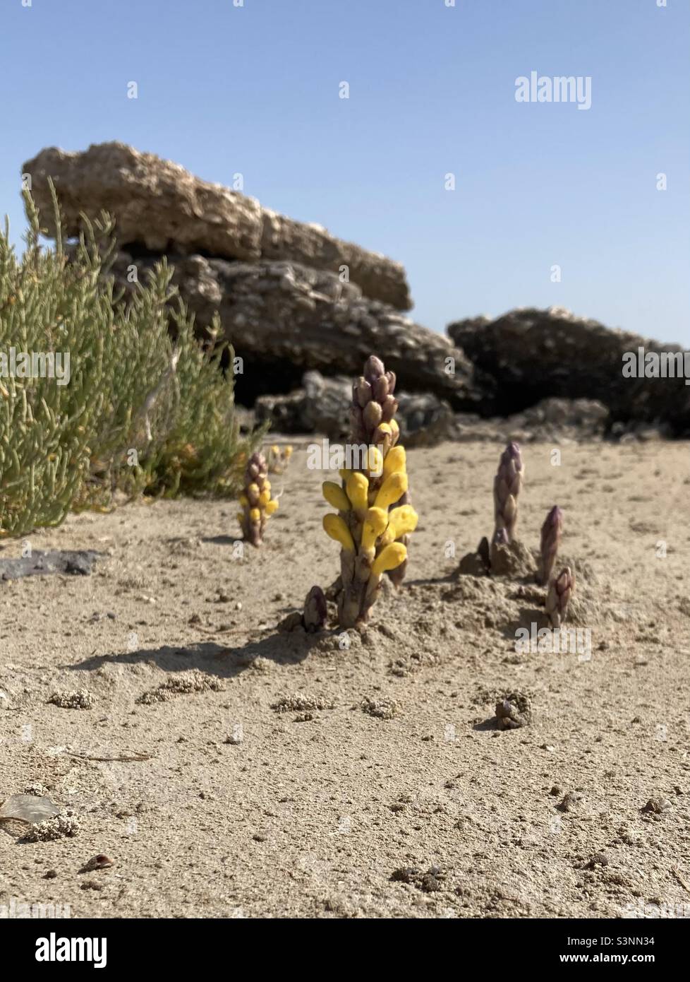Desert flowers qatar hi-res stock photography and images - Alamy