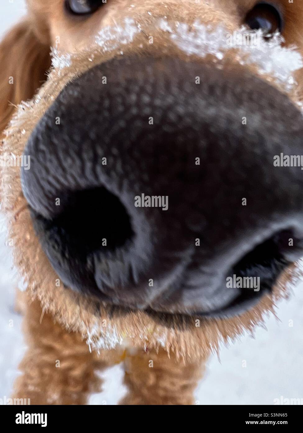 Closeup of miniature poodle nose with snow and ice. Funny dog Stock ...