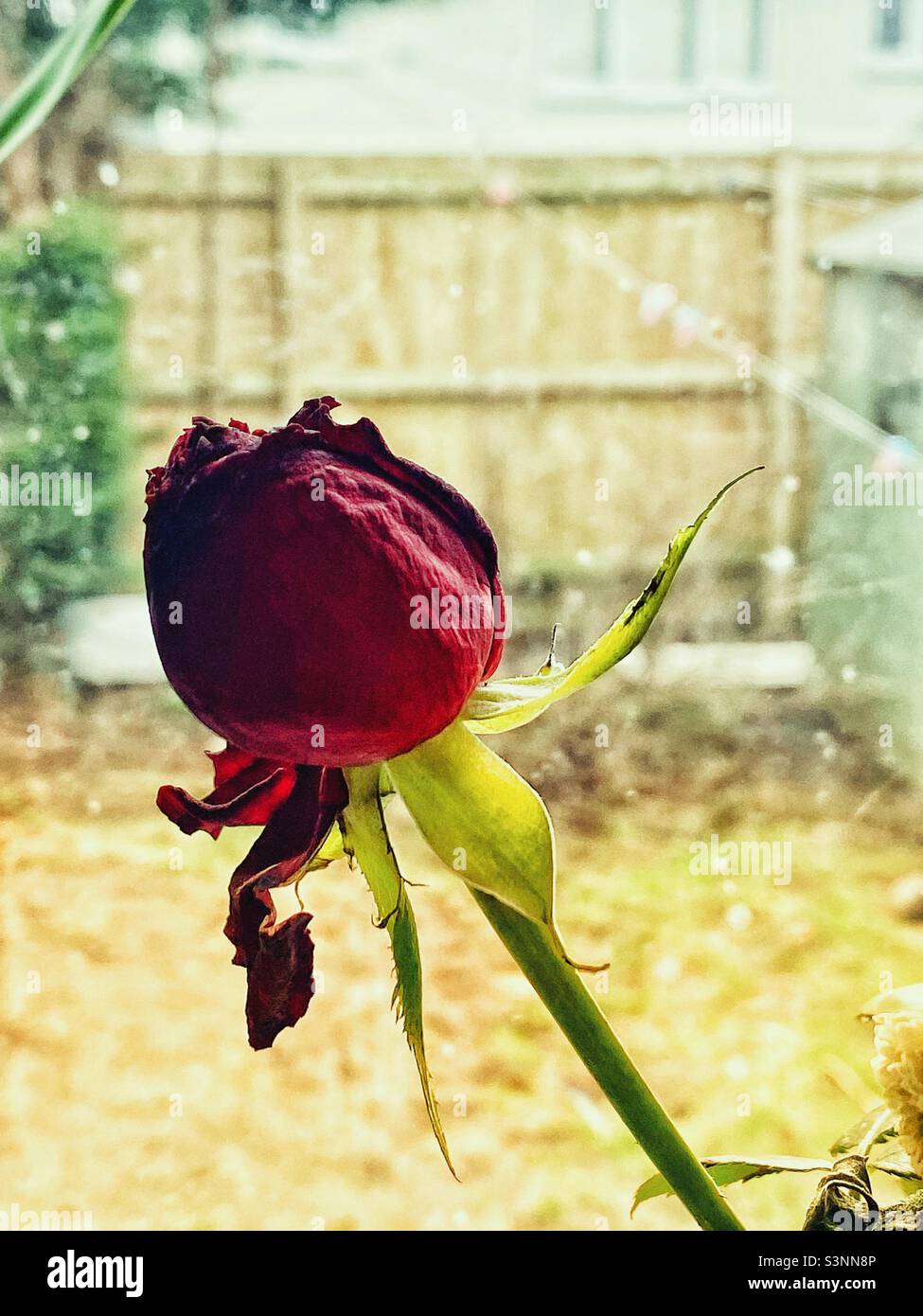 Dying rose hi-res stock photography and images - Alamy