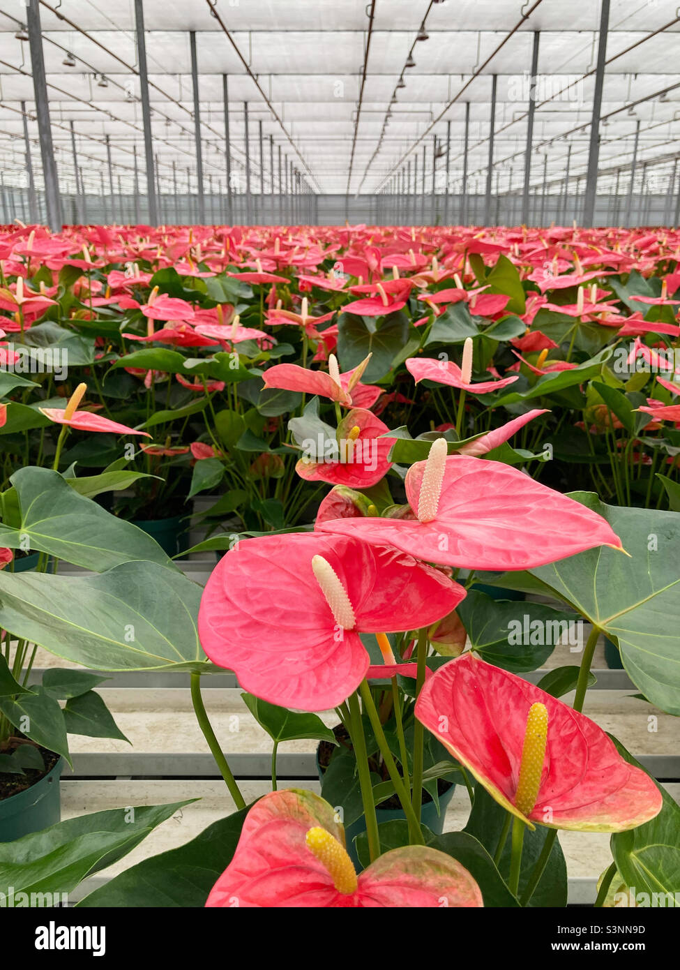 Anthurium agriculture hi-res stock photography and images - Alamy