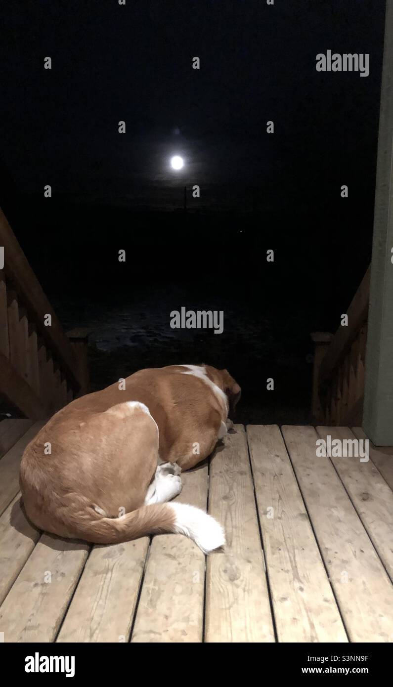 Dog and full moon hi-res stock photography and images - Alamy