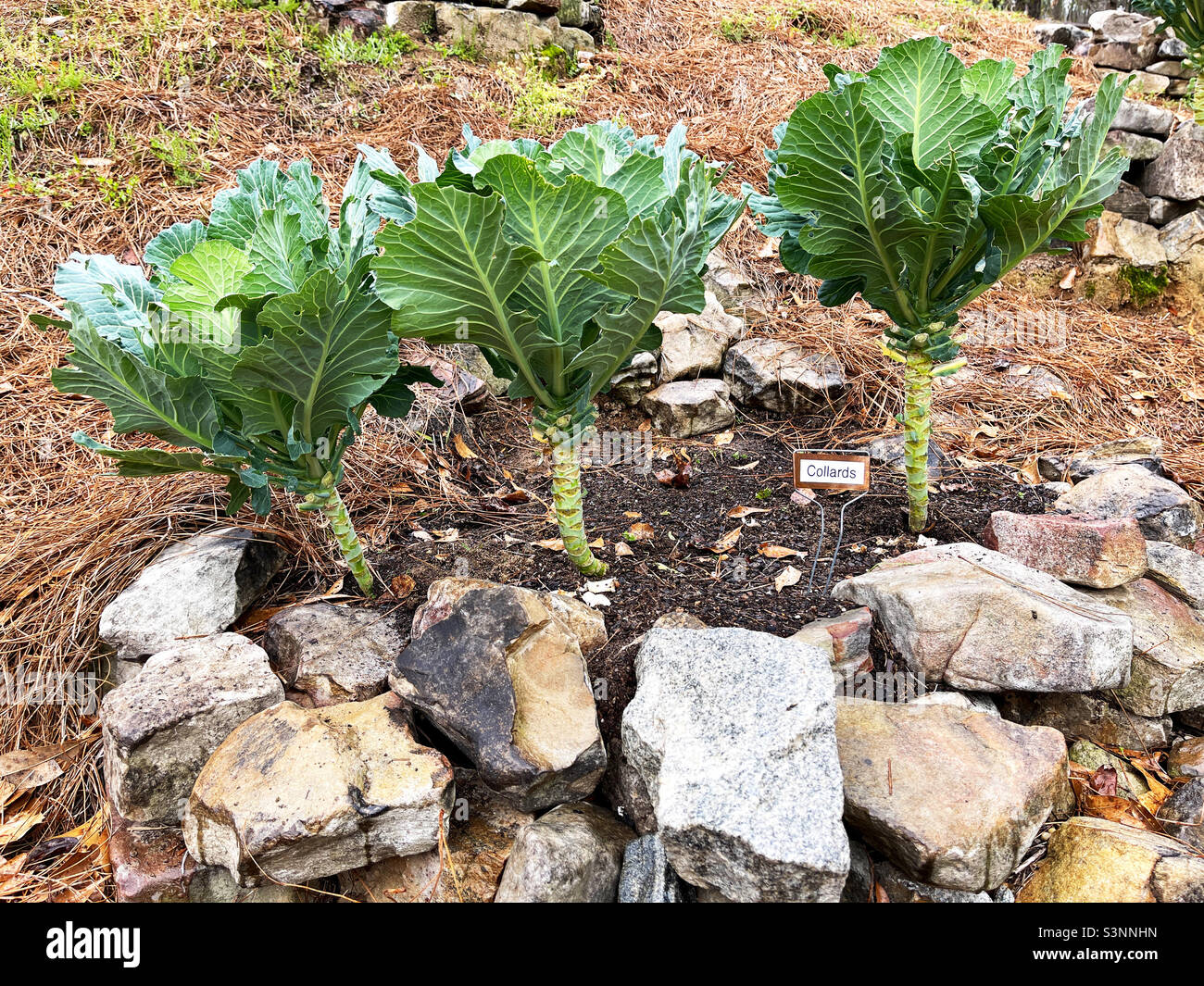 Fresh organic collards growing in a raised vegetable garden Stock Photo ...