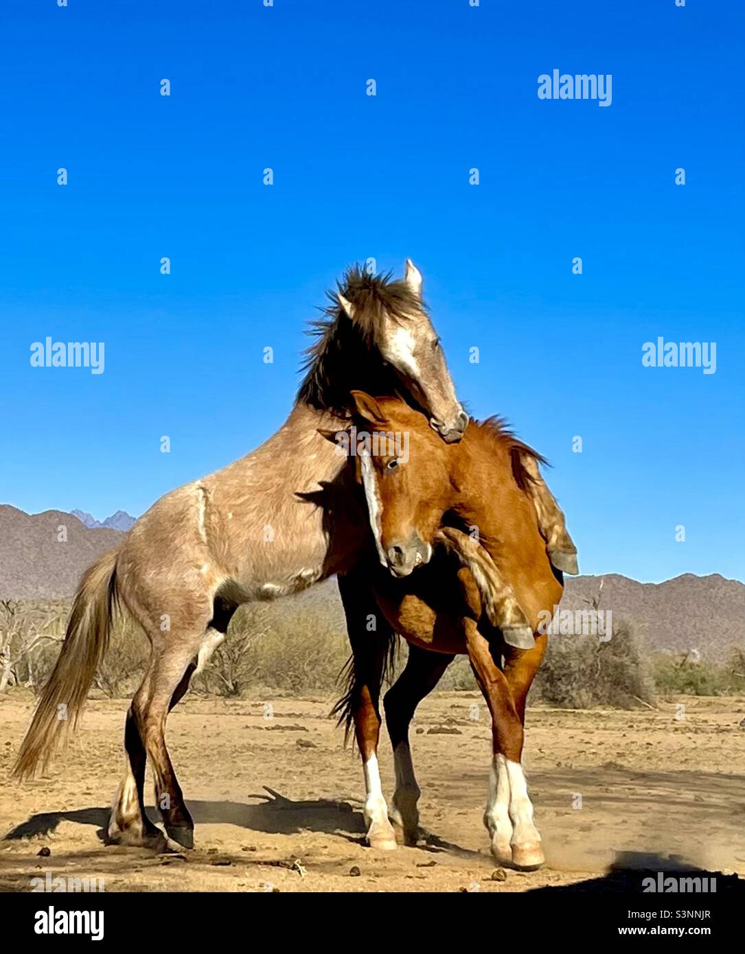 Horses hugging hi-res stock photography and images - Alamy