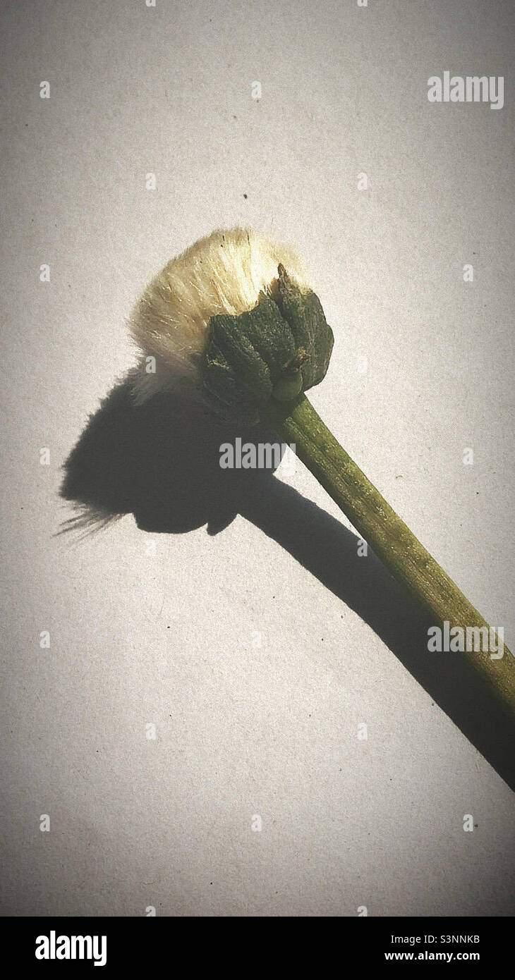 Furry flower hi-res stock photography and images - Alamy