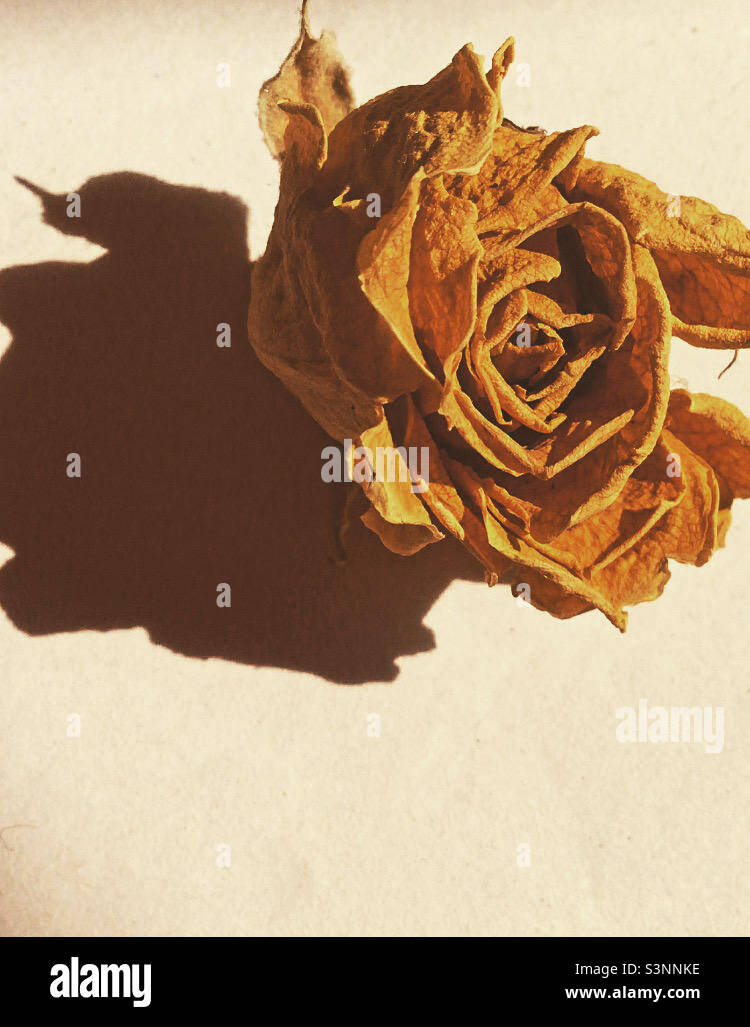 Dead rose flower hi-res stock photography and images - Alamy