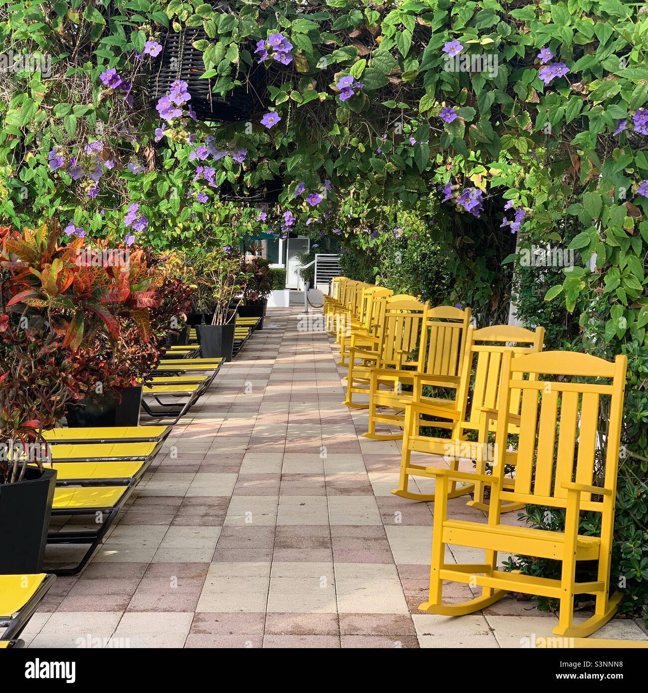January, 2022, Yellow rocking chairs on a walking path, Kimpton ...