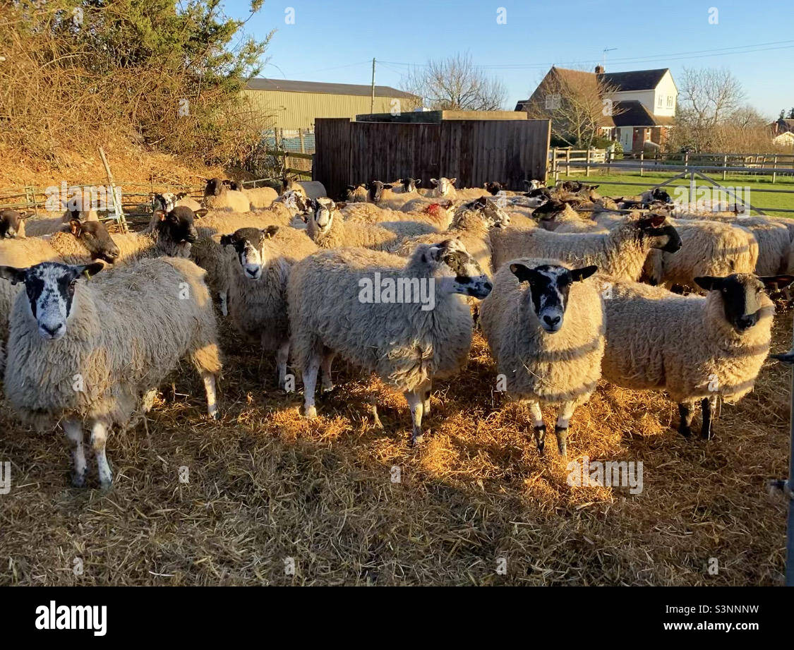Mummy sheep hi-res stock photography and images - Alamy