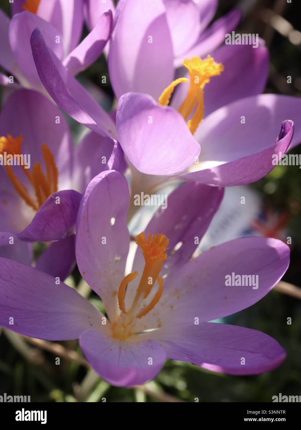 English Crocus in Spring Broom Stock Photo - Alamy