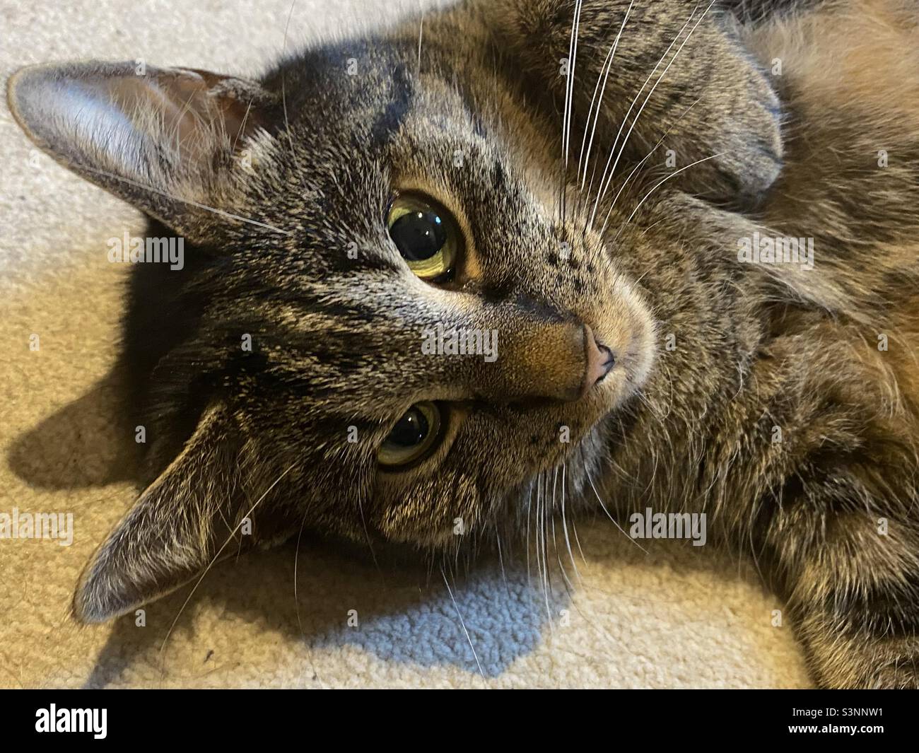 Furry tabby hi-res stock photography and images - Alamy