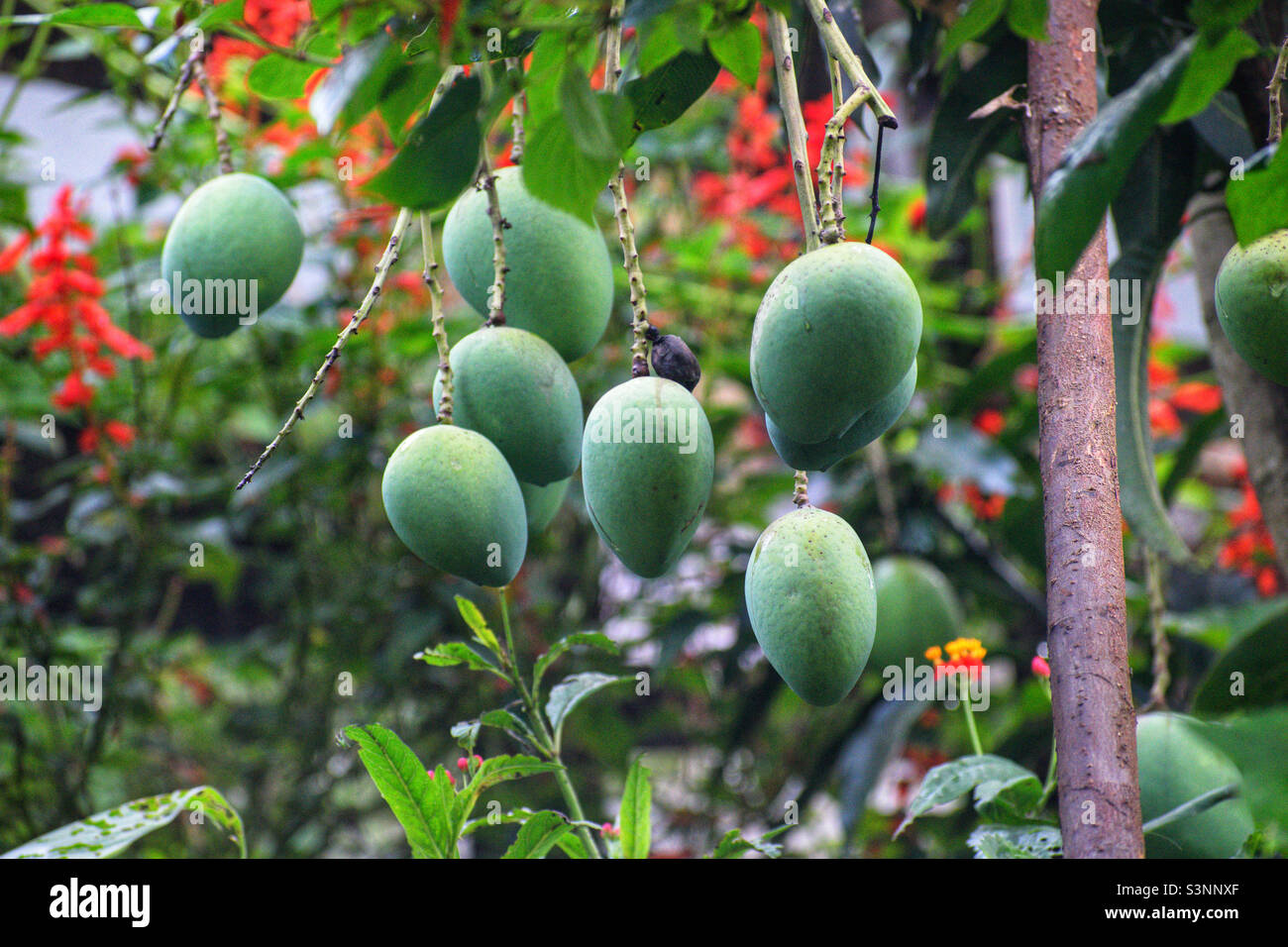 Raw mango hi-res stock photography and images - Alamy