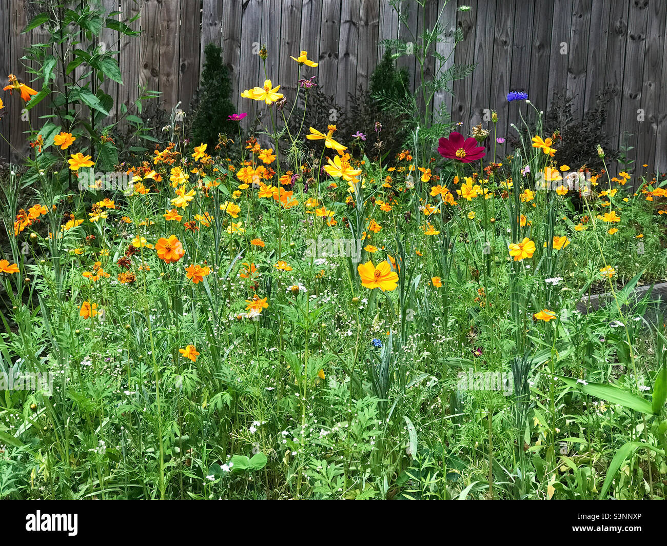 Wildflower garden in a backyard Stock Photo - Alamy