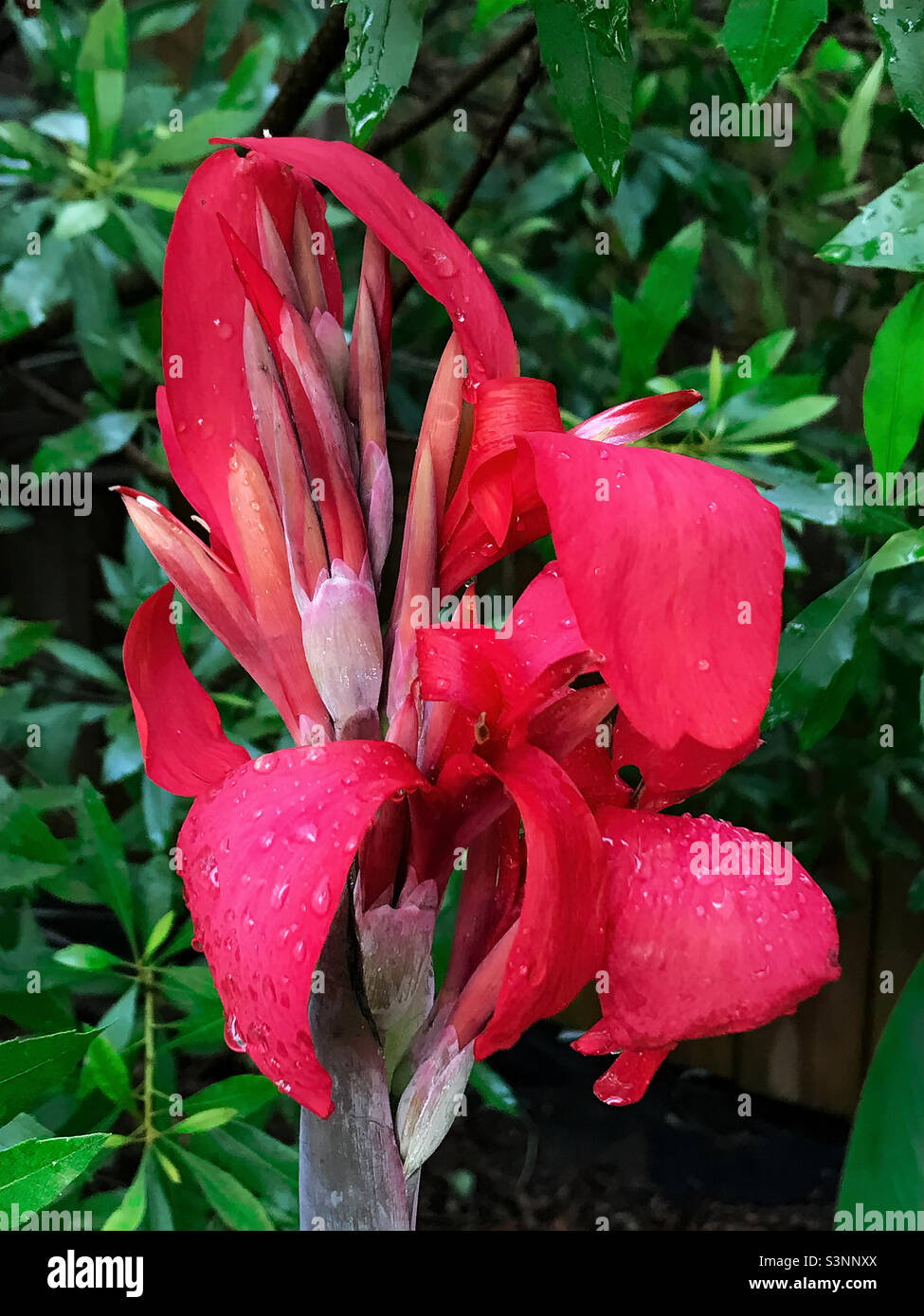 Cannas garden hi-res stock photography and images - Alamy