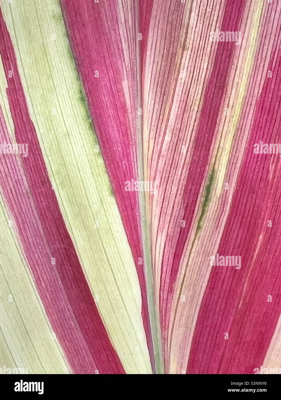 Ti leave hi-res stock photography and images - Alamy