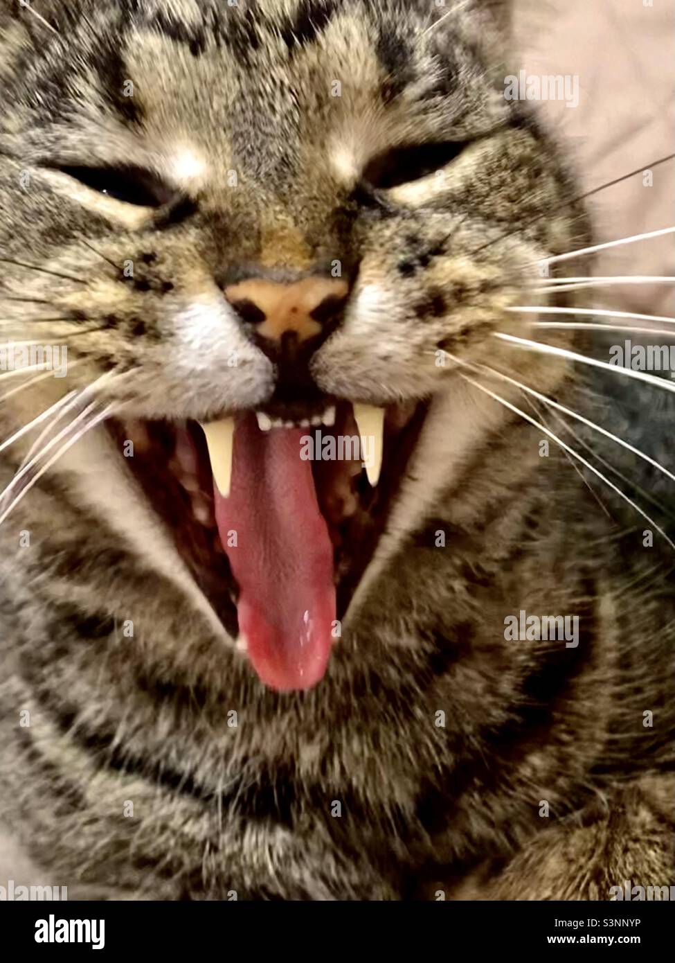 Smiling cat hi-res stock photography and images - Alamy