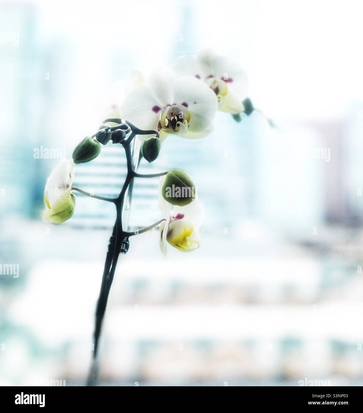 Field white orchids hi-res stock photography and images - Alamy