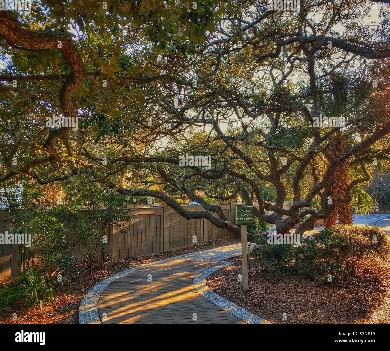 A Tree with Character, Hilton Head Island, South Carolina Stock Photo ...