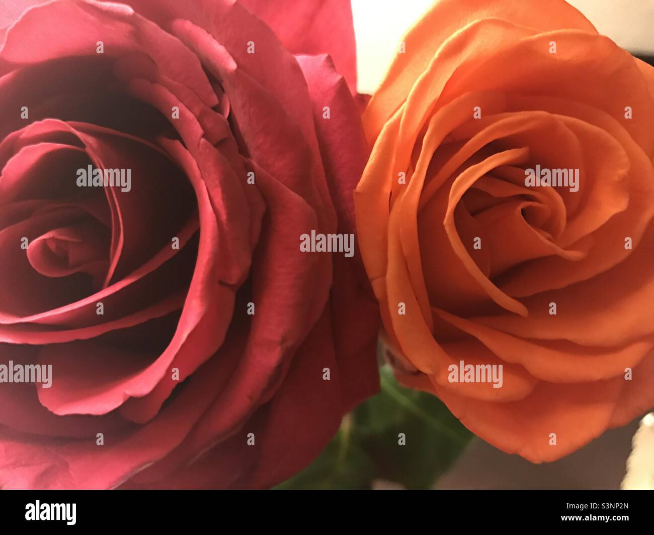 Red and orange rose hi-res stock photography and images - Alamy