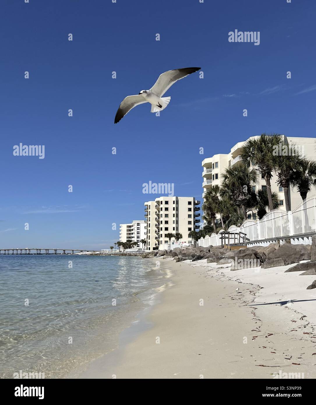 Flying shorebirds hi-res stock photography and images - Alamy