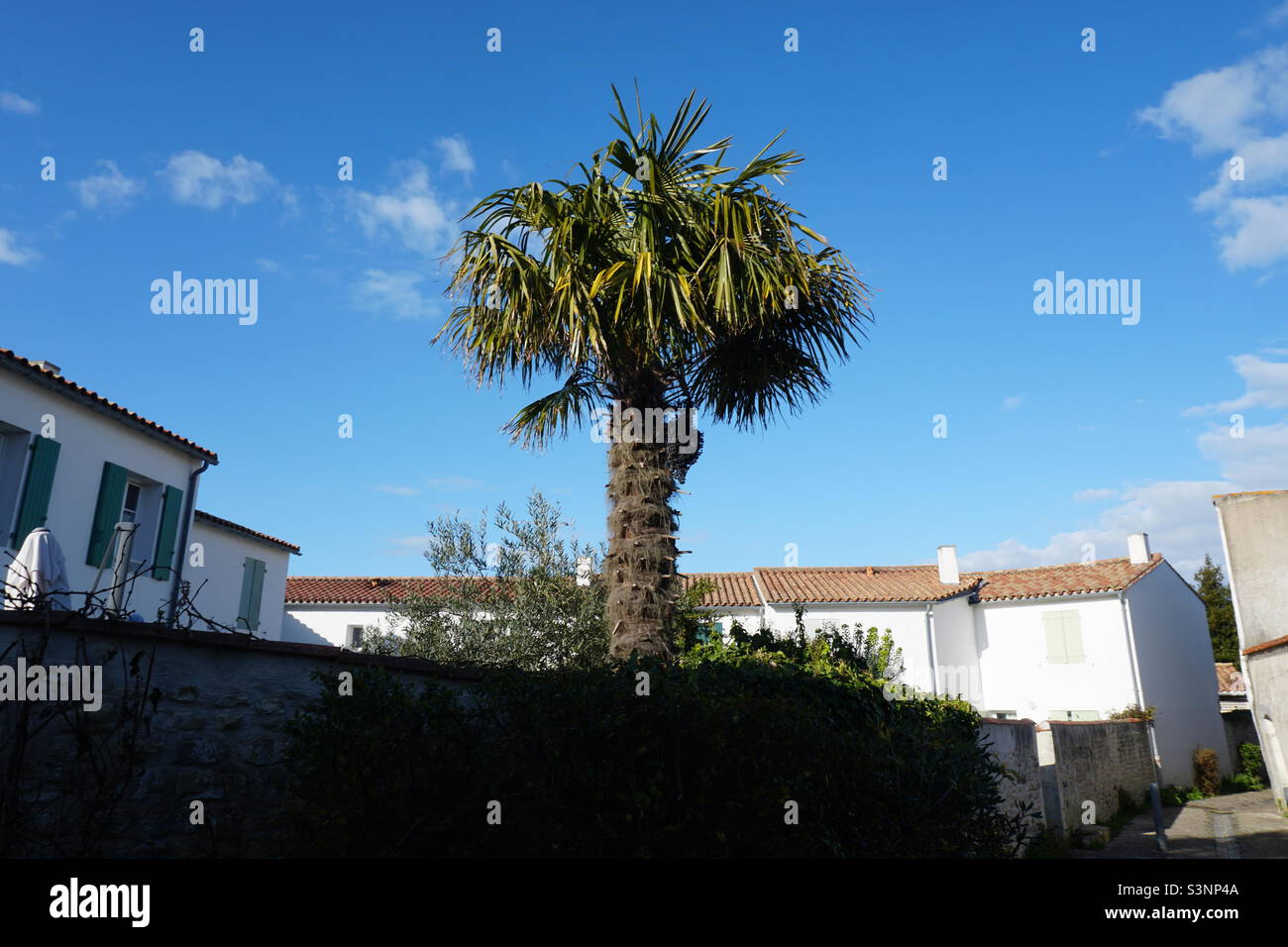 Plam tree hi-res stock photography and images - Alamy