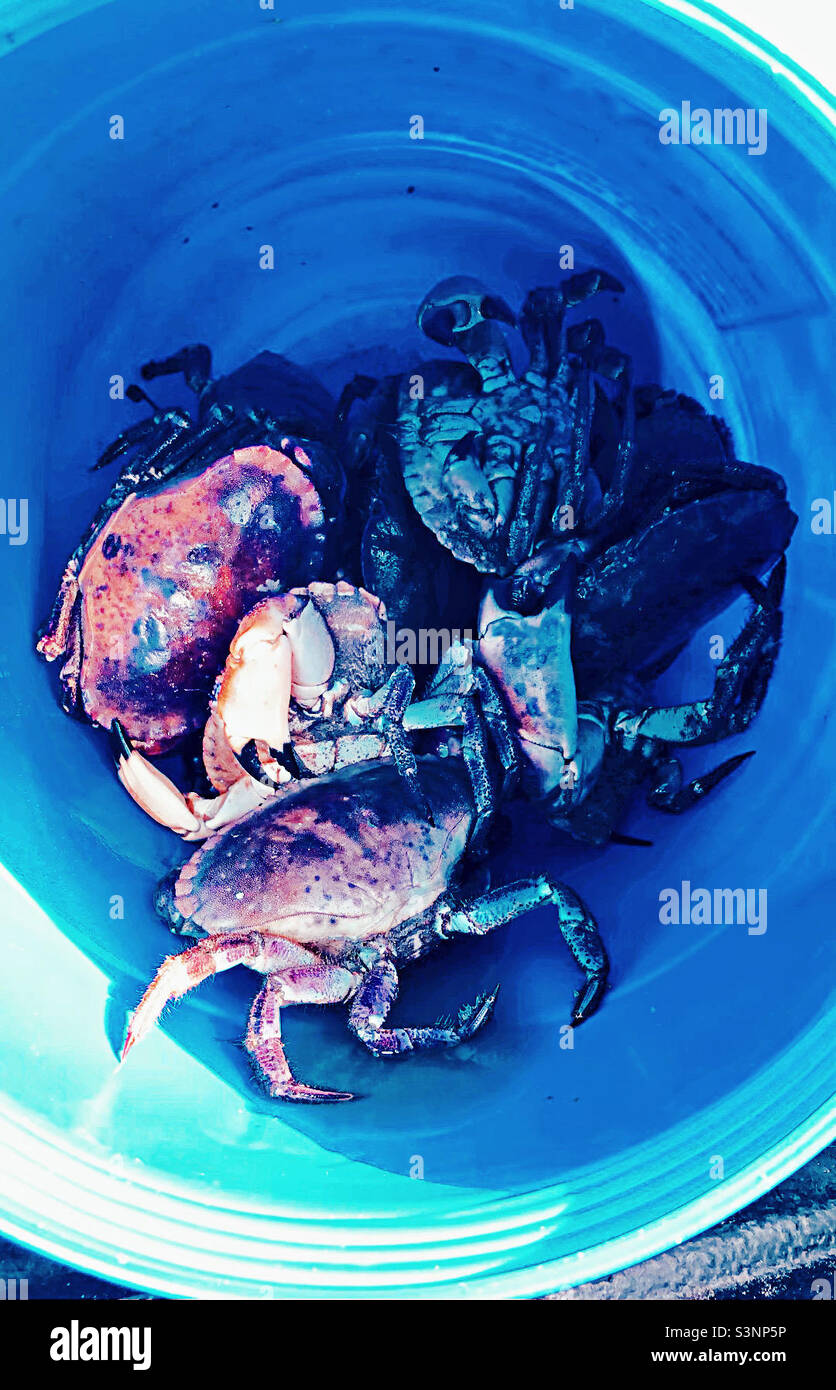 Bucket Of Crabs Freshly Caught Crabs In A Blue Bucket caught In The Bucket Of Crabs Freshly Caught Crabs In A Blue Bucket caught In The