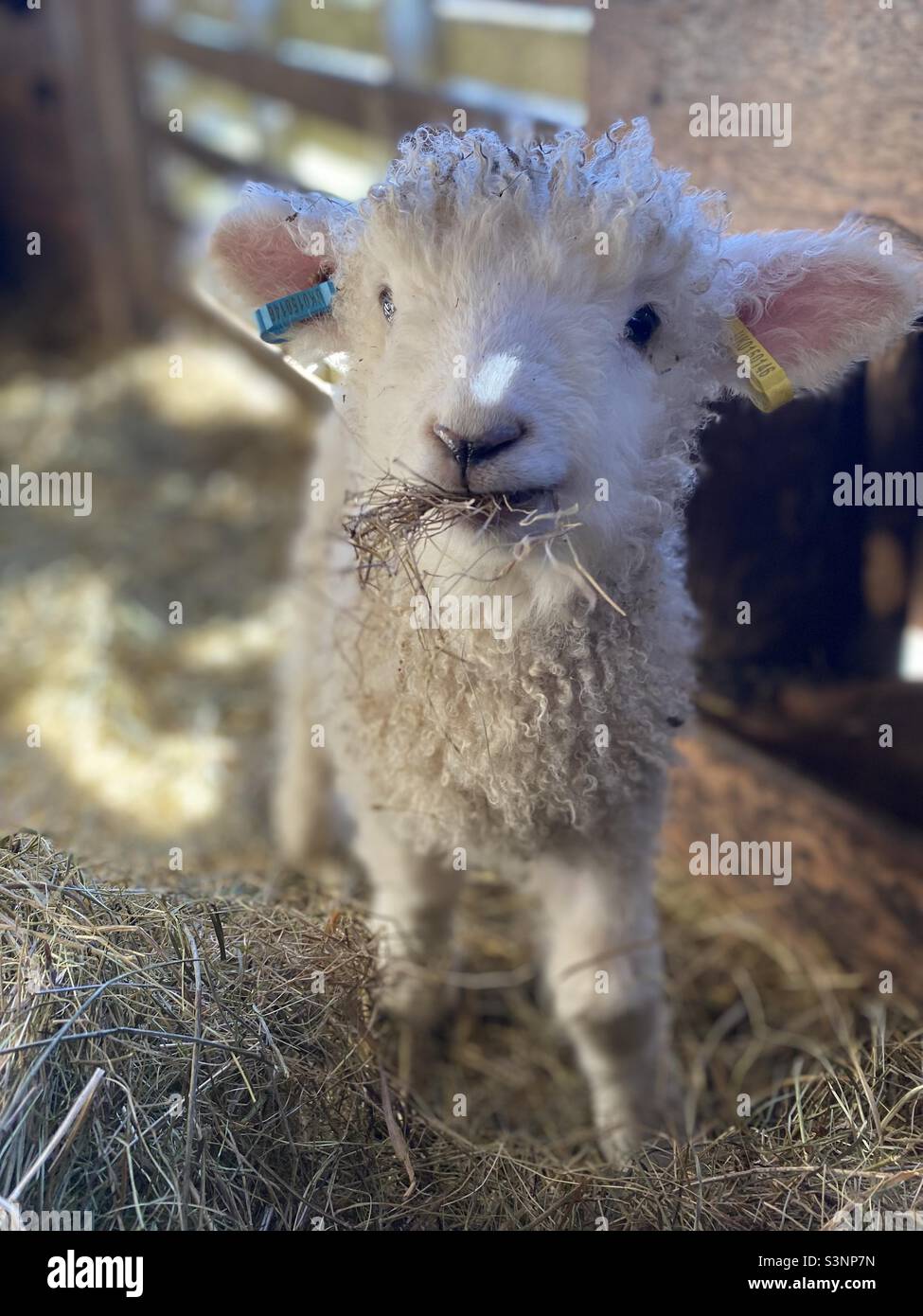 Lincoln longwool hi-res stock photography and images - Alamy
