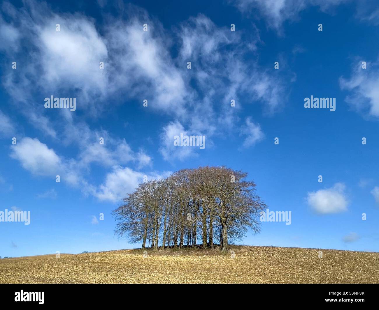 Clump of trees hi-res stock photography and images - Alamy