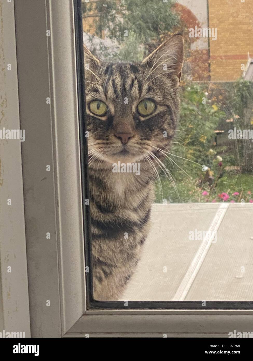 Hello cat hi-res stock photography and images - Alamy