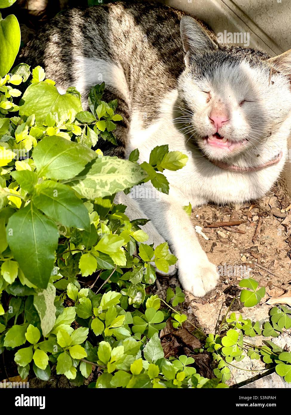 Cats sun hi-res stock photography and images - Alamy