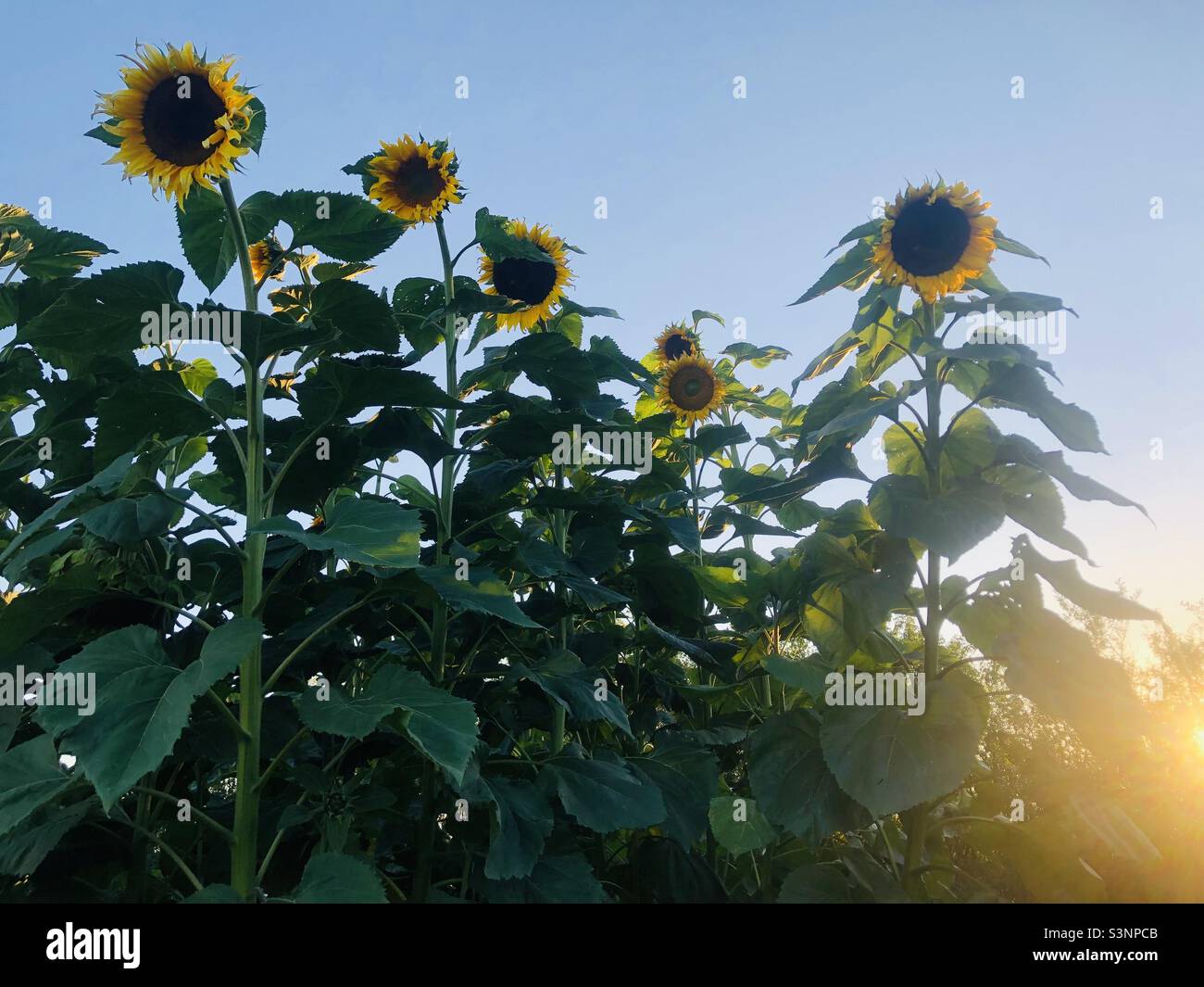 Sunflower patch hi-res stock photography and images - Alamy