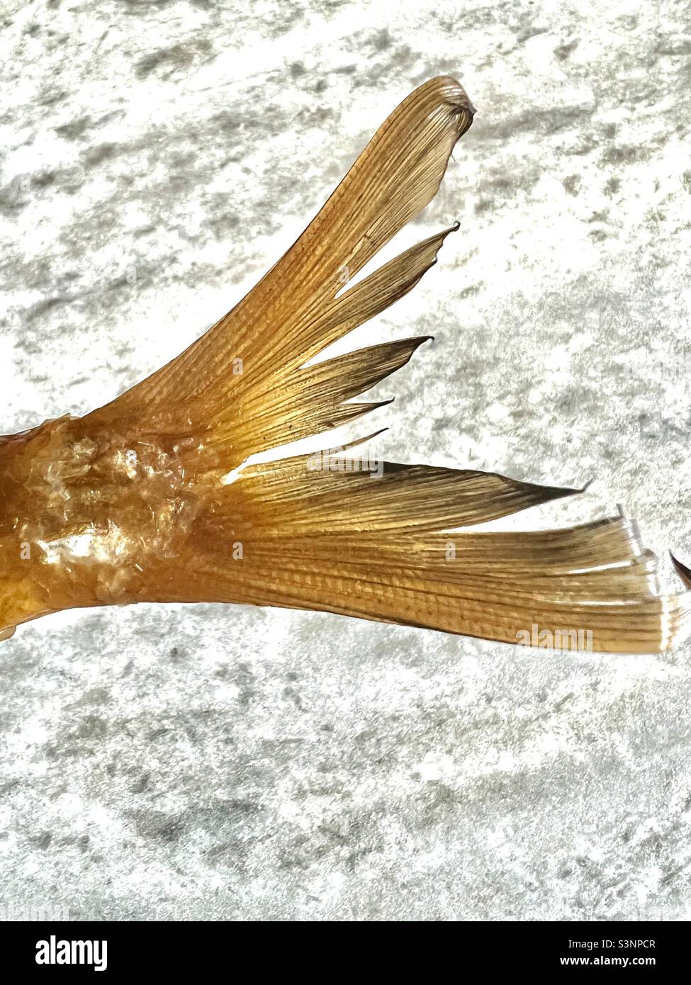 Tail scales hi-res stock photography and images - Alamy