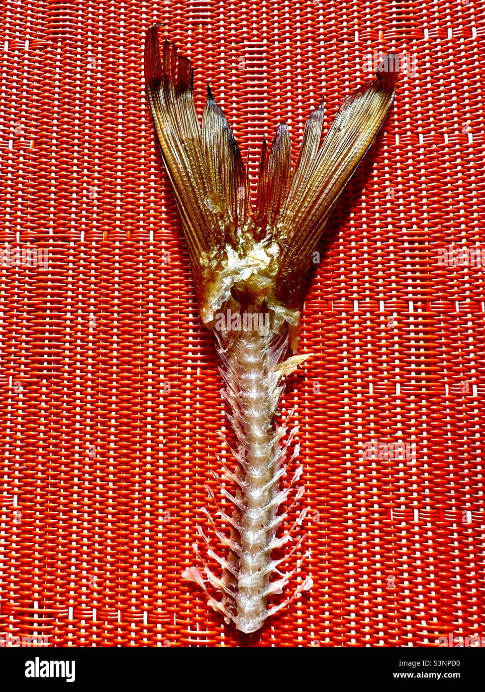 Weird fish hi-res stock photography and images - Alamy