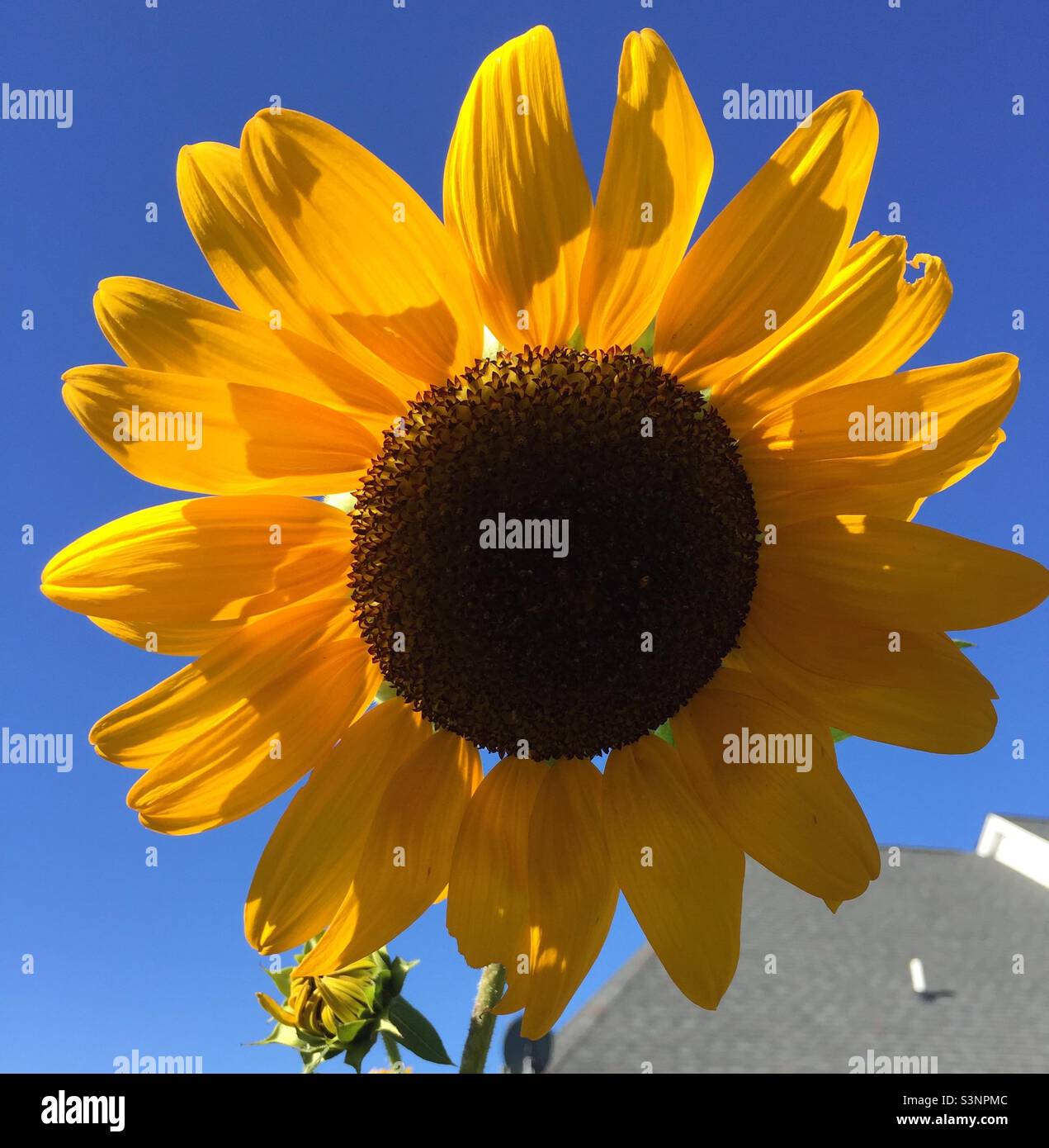 Giant sunflower hi-res stock photography and images - Alamy