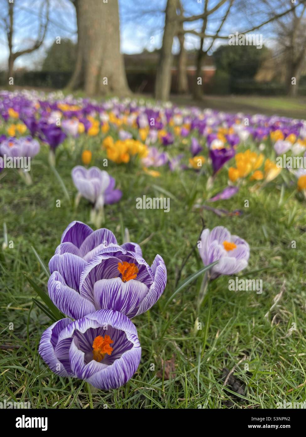 Orange spring flowers hi-res stock photography and images - Alamy