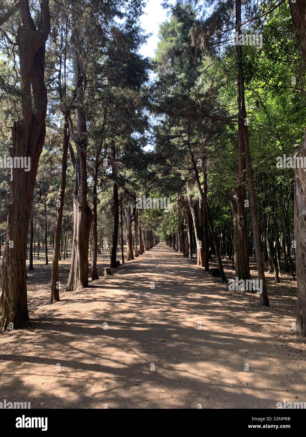 Marathon tree run hi-res stock photography and images - Alamy