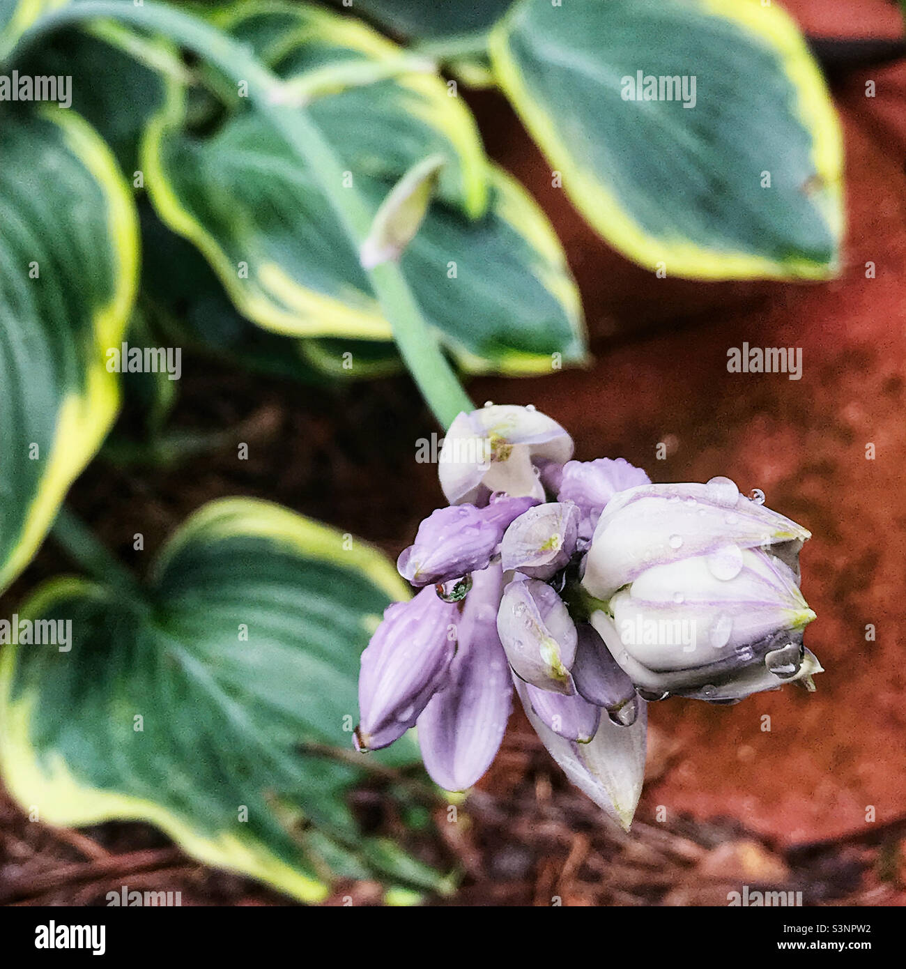 Purple hosta hi-res stock photography and images - Alamy