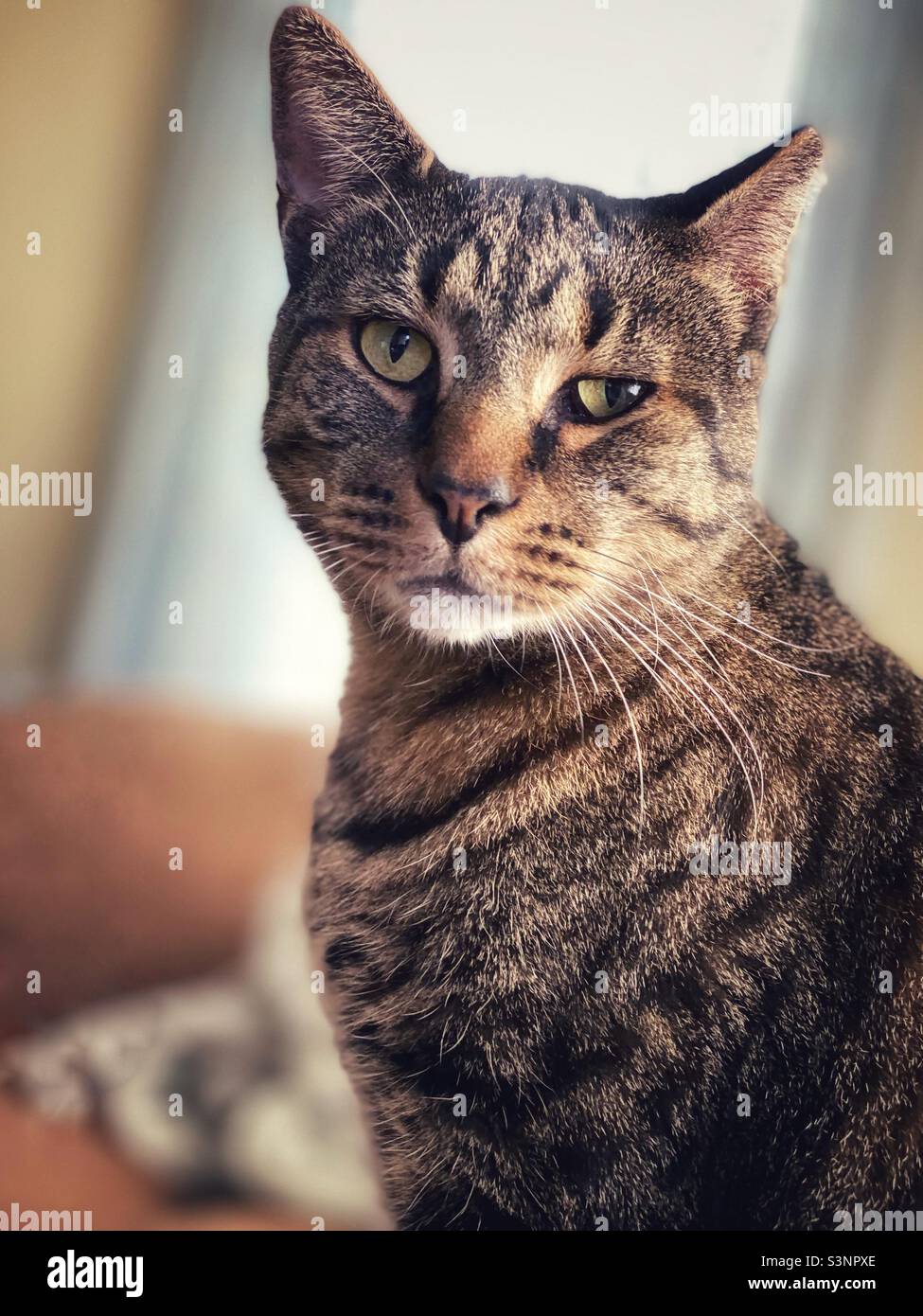 A portrait of an ear tipped tabby Stock Photo - Alamy