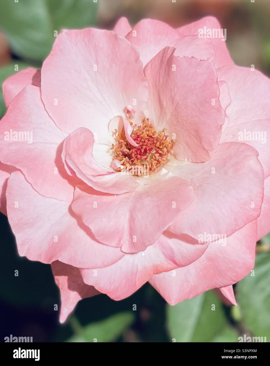 Pink china hi-res stock photography and images - Alamy